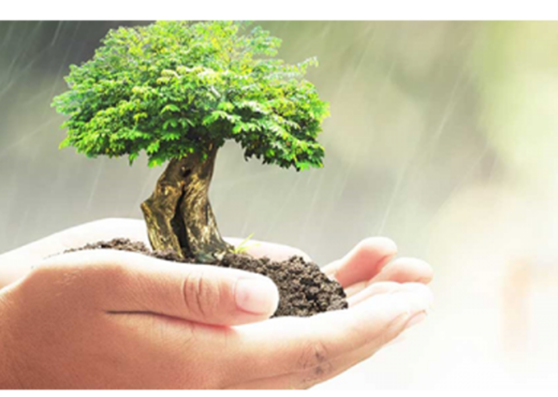 Fidan Dikimi Etkinliği: Doğamızı Yeşillendirmeye Katılın! - Gönüllüyüz BİZ